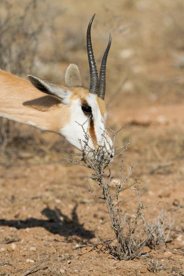 Feeding springbok stock photo. Image of bush, kalahari - 26536610