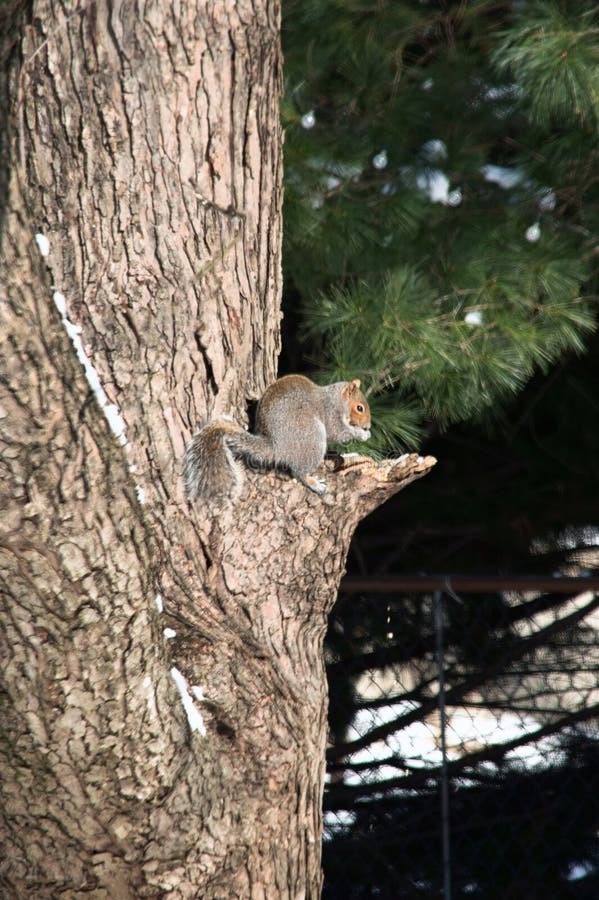 Feeding Squirrel stock image. Image of tree, backyard - 308932673