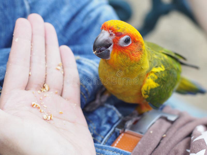 Feeding Sun Conure Bird stock photo. Image of domesticated - 38724032