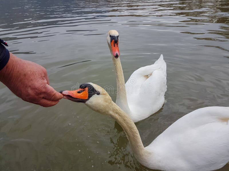 Feeding Swan Beak Hand Open Mouth Stock Photo - Image of feathers ...