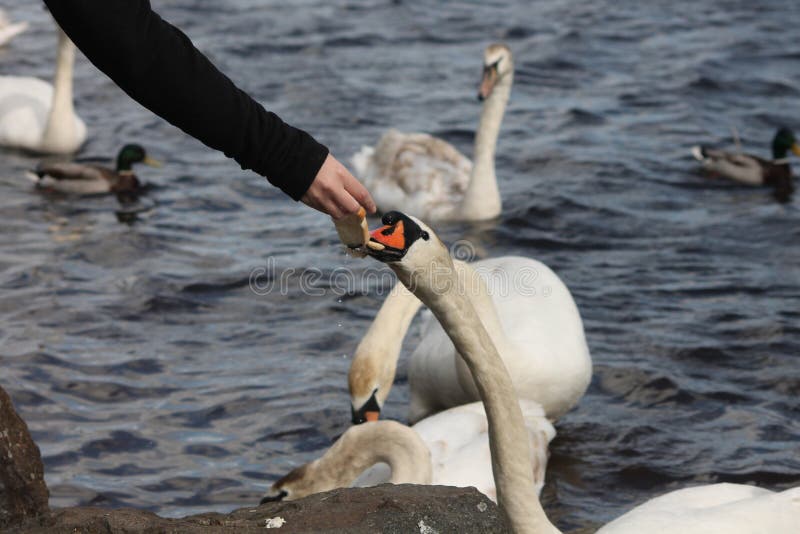 Feeding swan stock photo. Image of person, head, bird - 71097832