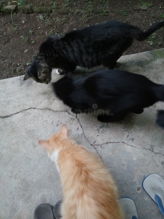 Feeding three cute cats stock image. Image of three - 380191333