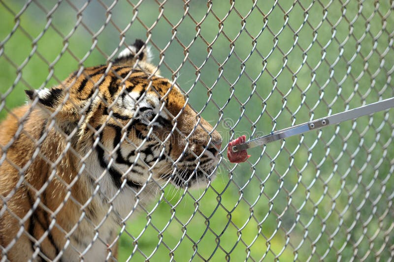Feeding the tiger stock image. Image of bars, dade, feline - 74954021