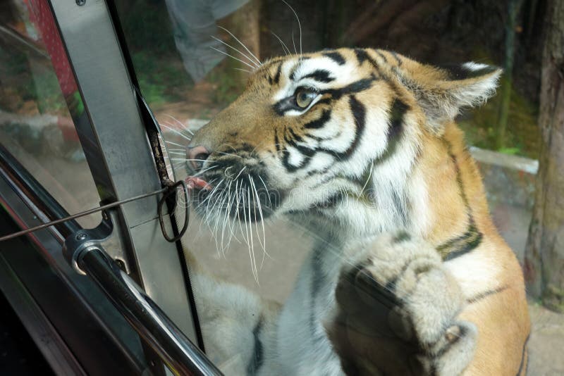 Feeding tiger stock image. Image of creature, adult, fast - 33363483