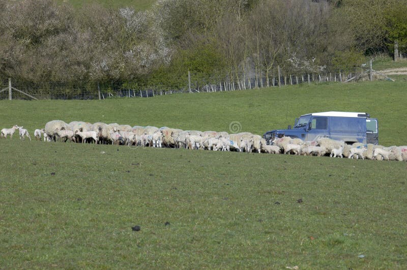 Sheep stock photo. Image of pasture, animal, sheep, farm - 1064482