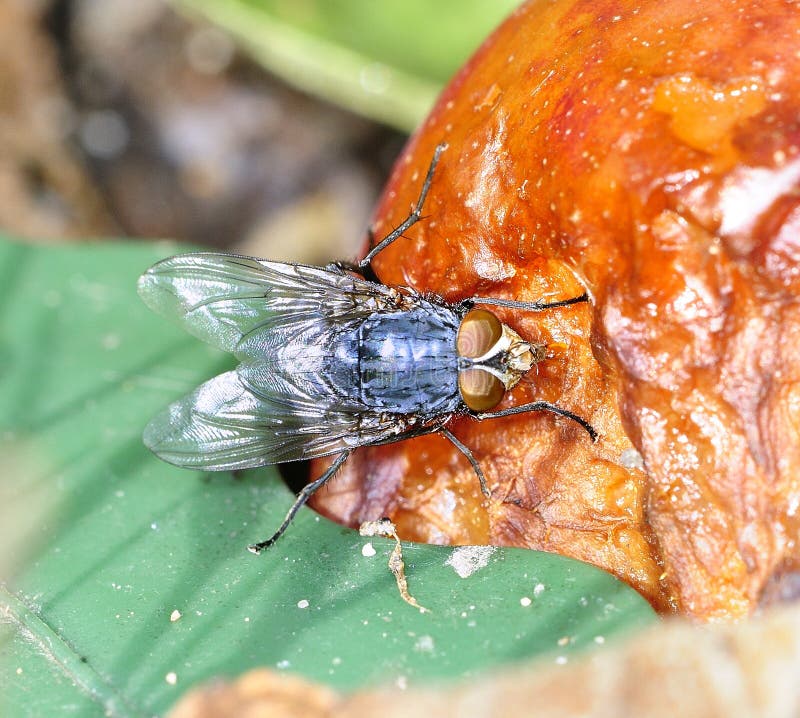 Feeding Time for Calliphora Vomitoria Stock Image - Image of bottlebee ...