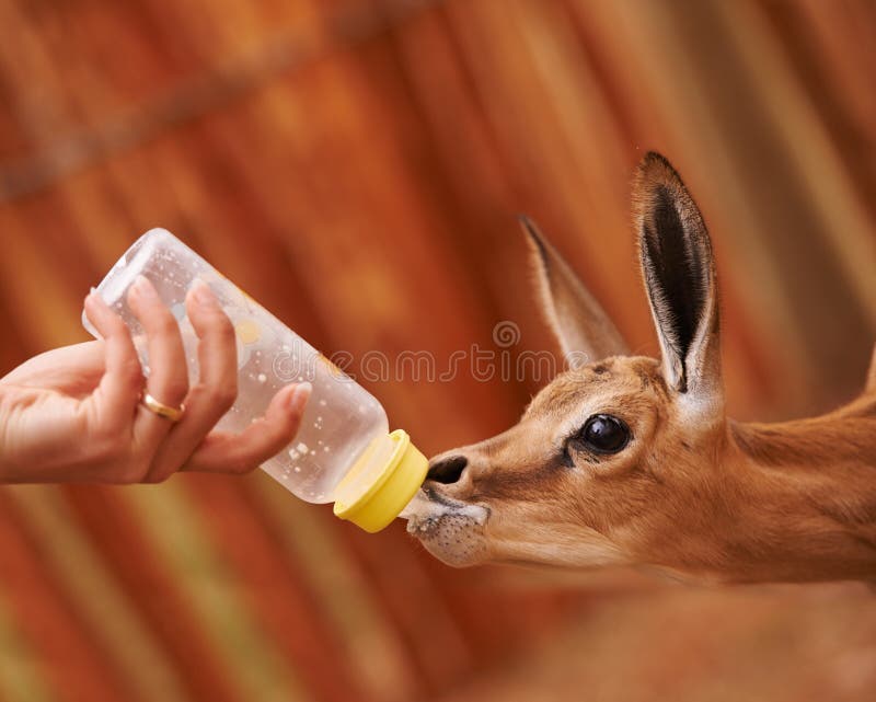 Feeding Time. Cropped View of a Baby Springbok Being Bottle-fed. Stock ...