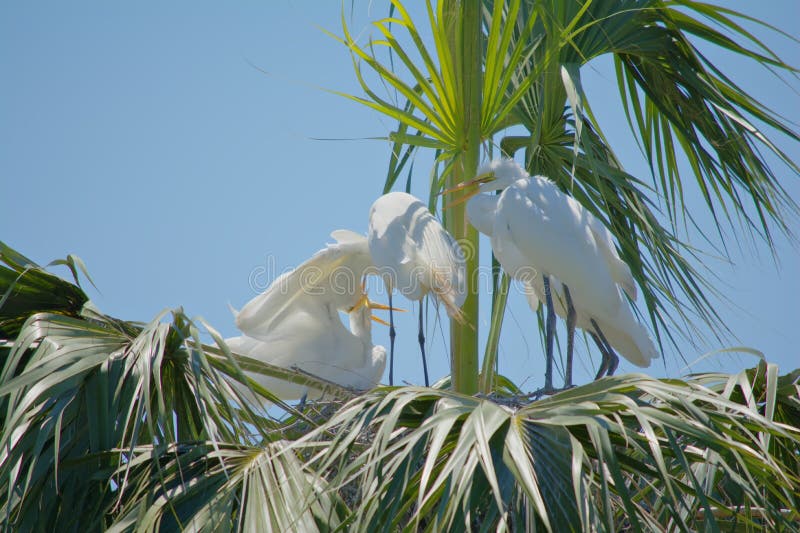 Feeding Time stock photo. Image of fowl, regurgitating - 75122182
