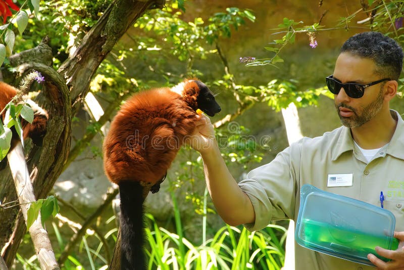 Feeding Time for Red Ruffed Lemur Editorial Image - Image of ruffed ...