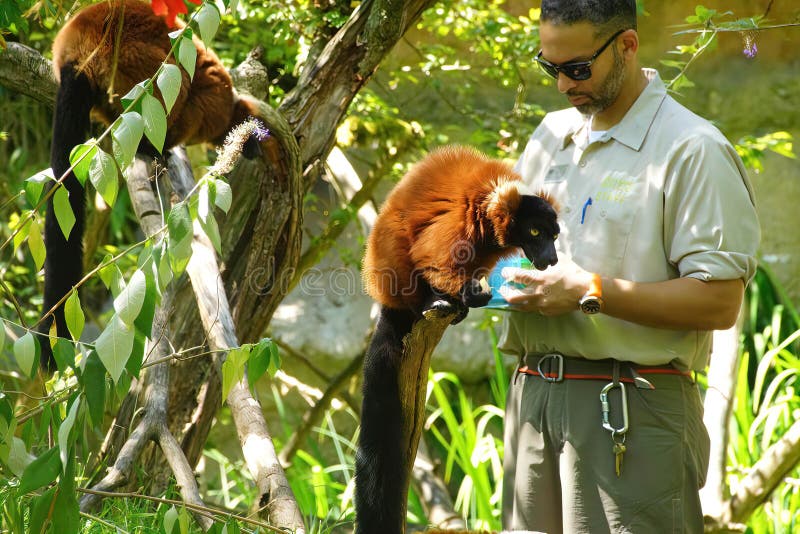 Feeding Time for Red Ruffed Lemur Editorial Photo - Image of natural ...