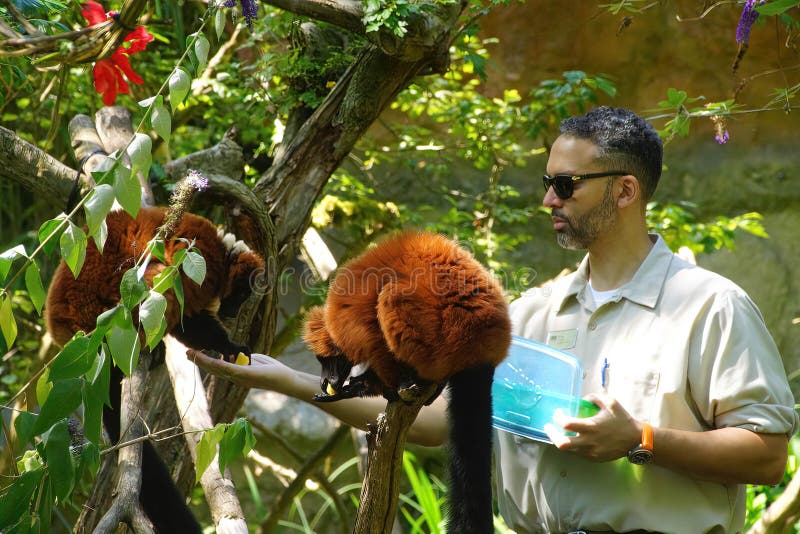 Feeding Time for Red Ruffed Lemur Editorial Photography - Image of ...