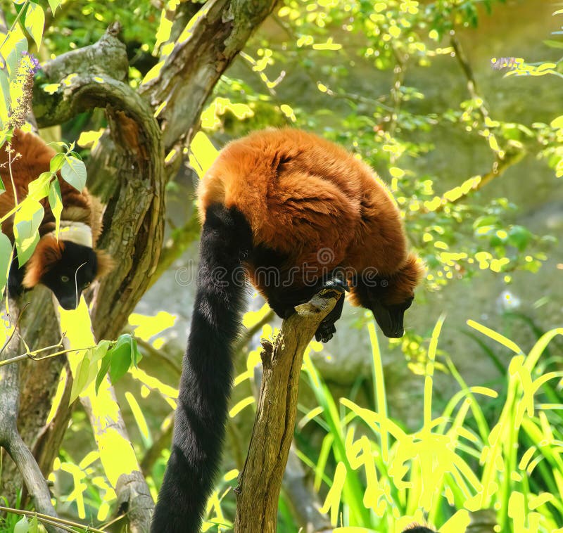 Feeding Time for Red Ruffed Lemur Stock Photo - Image of habitat ...