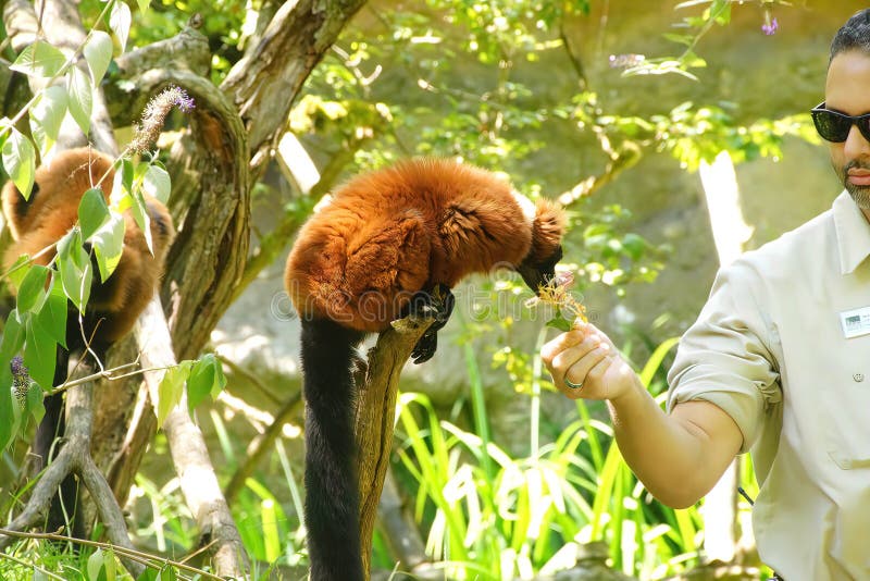 Feeding Time for Red Ruffed Lemur Editorial Photo - Image of varecia ...