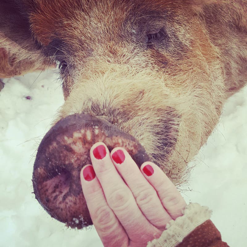 Hungry boar kiss stock photo. Image of time, feeding - 120080272