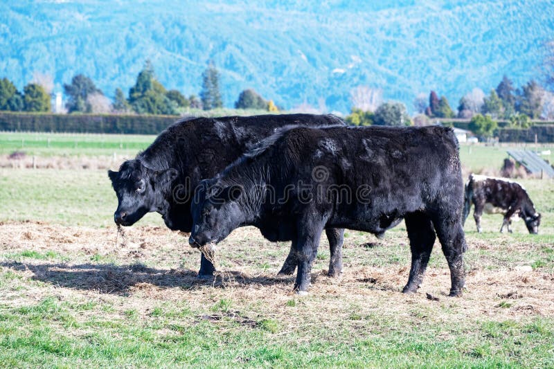 Feeding Time, Two Steers are Eating Hay in Winter Stock Image - Image ...
