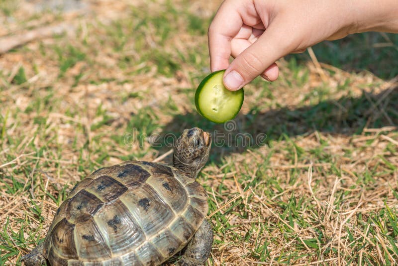 Feeding the turtle stock image. Image of head, herbivorous - 100093421