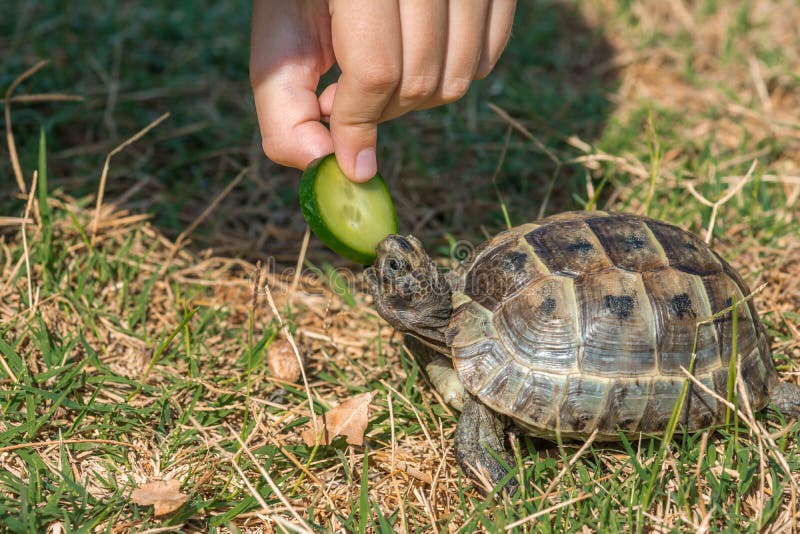 Feeding the turtle stock image. Image of activity, protection - 100093479