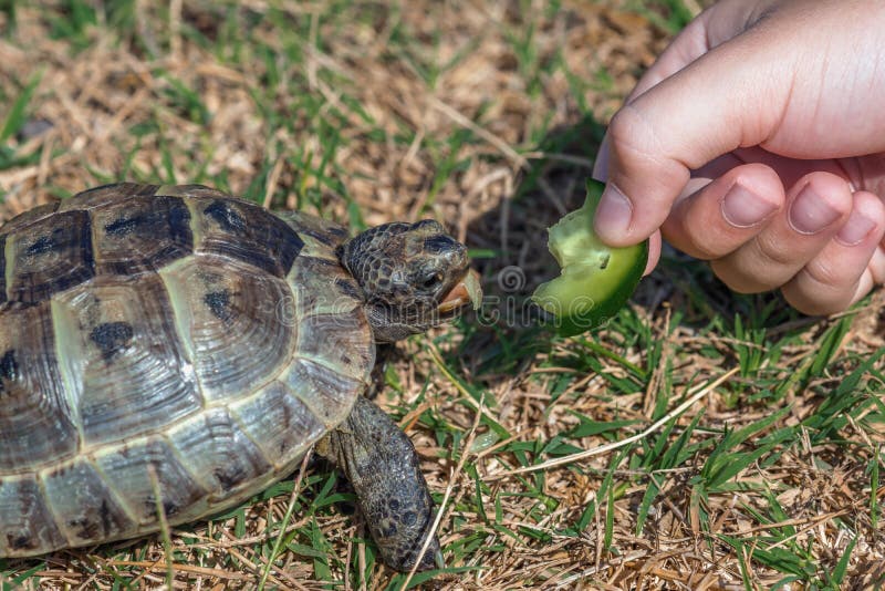Feeding the turtle stock image. Image of exotic, carapace - 100093543