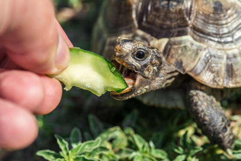 Feeding the turtle stock photo. Image of galapagos, exotic - 100093574