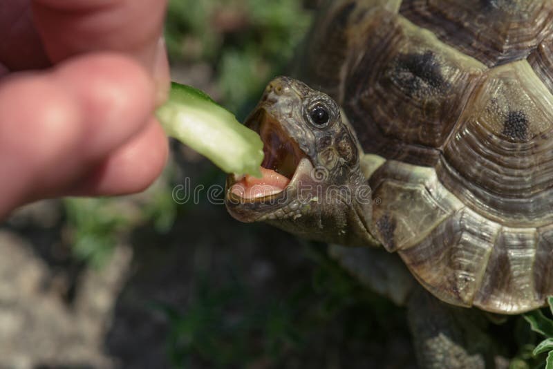 Feeding the turtle stock photo. Image of giant, animal - 100093612