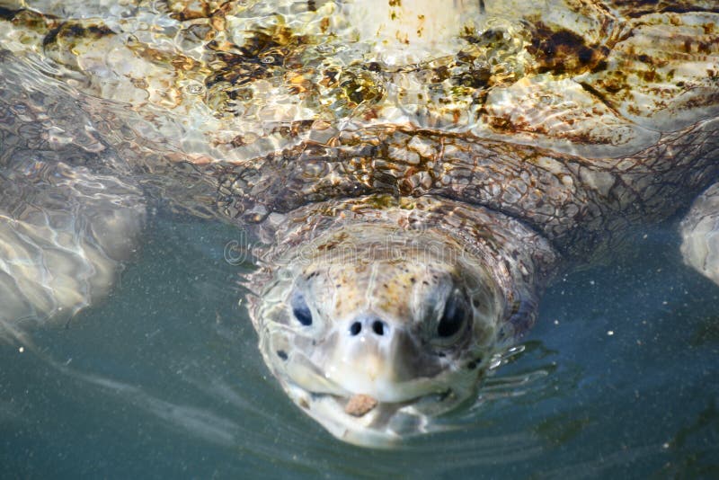Feeding Turtle in Water stock photo. Image of grand - 267043052