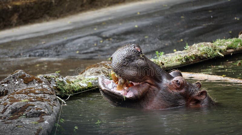 Wallowed Cute Stock Photos - Free & Royalty-Free Stock Photos from ...