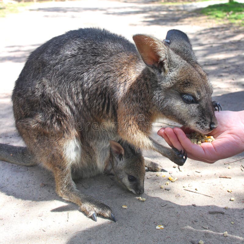 Little Wallaby Sitting On Green Field In Wildlife Park I Stock Photo ...