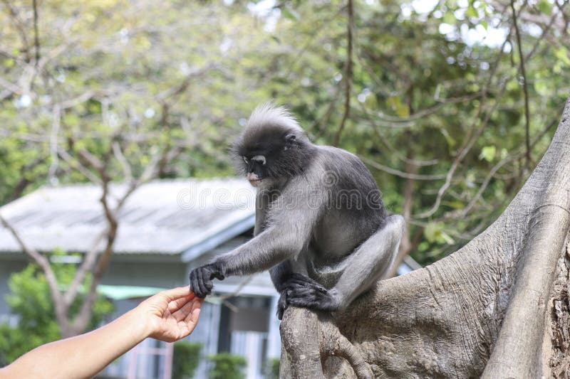 Feeding Wild Cute Dusky Leaf Monkey (Trachypithecus Obscurus) Stock ...