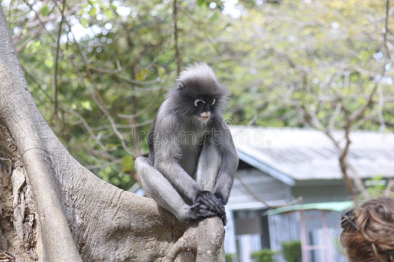 Feeding Wild Cute Dusky Leaf Monkey. Wild Primate Danger Concept Stock ...