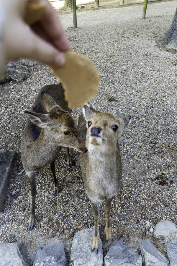Feeding the Wild Deer in Nara, Japan Stock Photo - Image of asian, asia ...