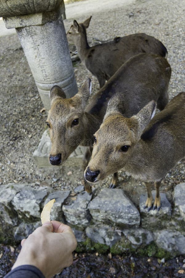 Feeding the Wild Deer in Nara, Japan Stock Photo - Image of beautiful ...