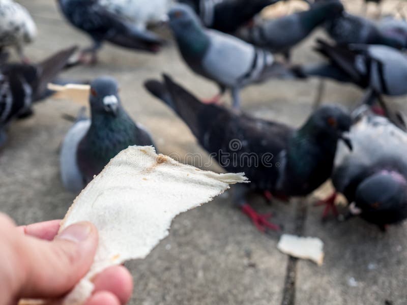Feeding wild dove. stock photo. Image of environment - 86586868