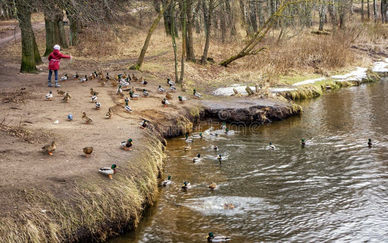 Feeding wild ducks stock photo. Image of child, country - 134471676