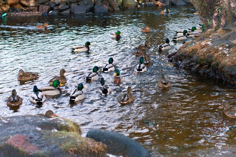 Feeding Wild Ducks in the Spring Season. City Ducks on the Lake Shore ...