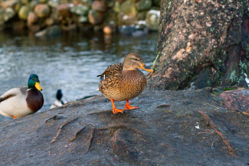 Feeding Wild Ducks in the Spring Season. City Ducks on the Lake Shore ...