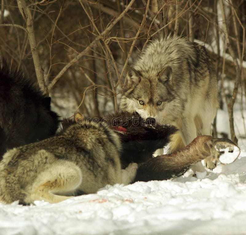 Feeding wolves stock image. Image of chew, howl, canine - 7721385