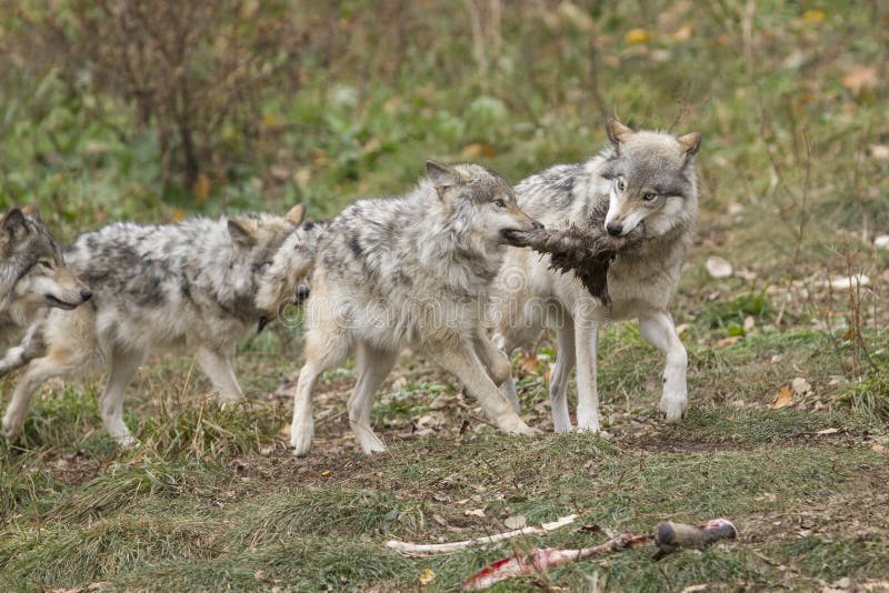 Feeding Wolves pack stock photo. Image of mirceax, male - 61322874