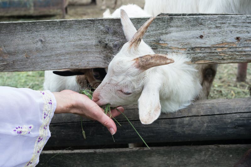 Feeding yeanling stock photo. Image of feeding, yeanling - 41556444