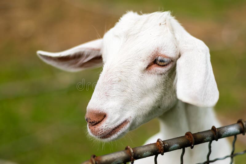 Feeding of young sheep stock image. Image of sheep, wildlife - 96688595