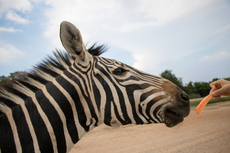 Feeding zebra male stock photo. Image of green, golden - 22042470