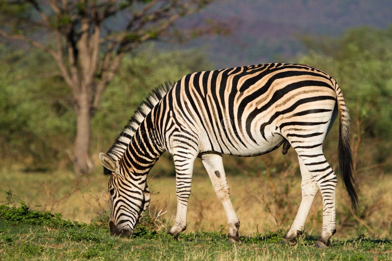 Feeding zebra male stock photo. Image of green, golden - 22042470