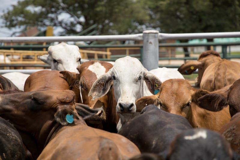 Feedlot or Feedyard Cattle in South Africa Stock Photo - Image of calf ...