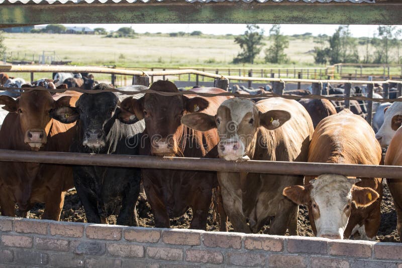 Feedlot or Feedyard Cattle in South Africa Stock Photo - Image of calf ...