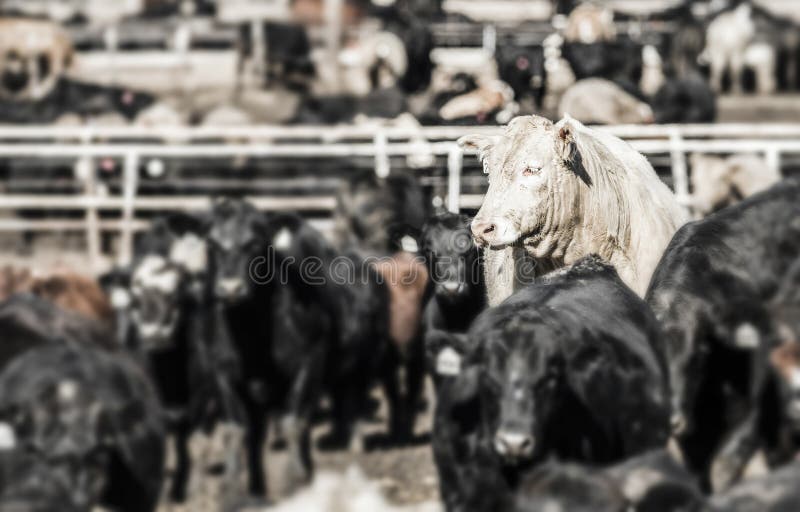 Feedlot Cows in the Muck and Mud Stock Image - Image of field, cattle ...