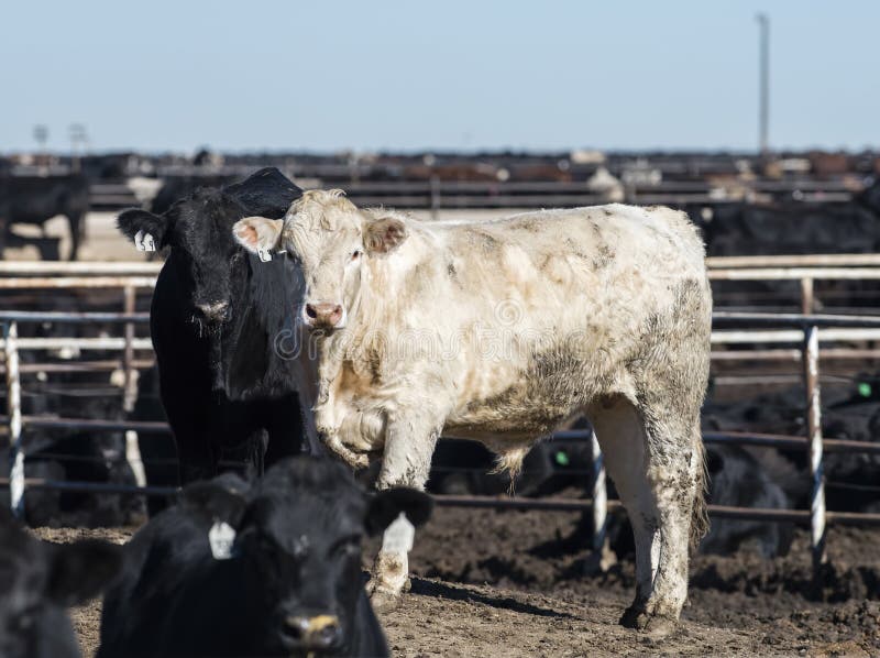 Feedlot Cows in the Muck and Mud Stock Image - Image of domesticated ...