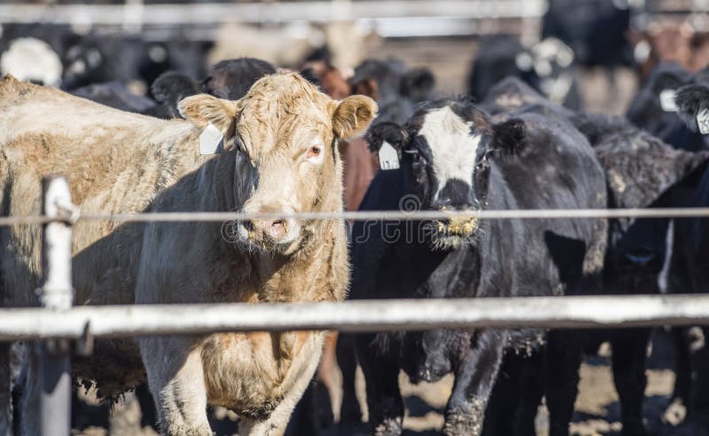 Feedlot Cattle in the Snow, Muck & Mud Stock Photo - Image of manure ...
