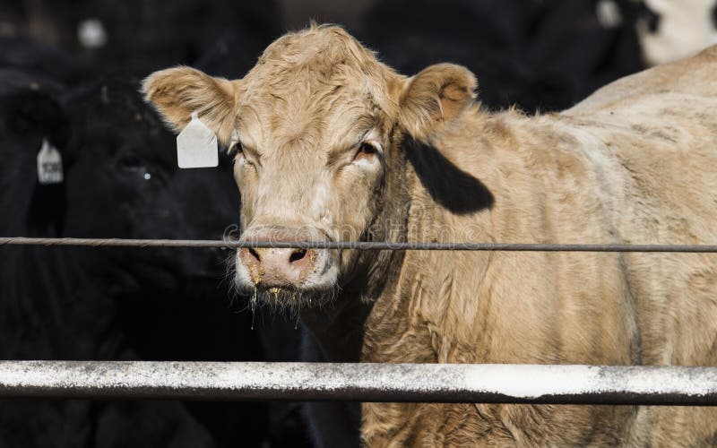 Feedlot Cows in the Muck and Mud Stock Photo - Image of america, farm ...