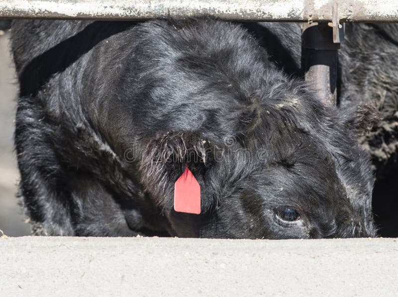 Feedlot Cows in the Muck and Mud Stock Photo - Image of muck, fence ...