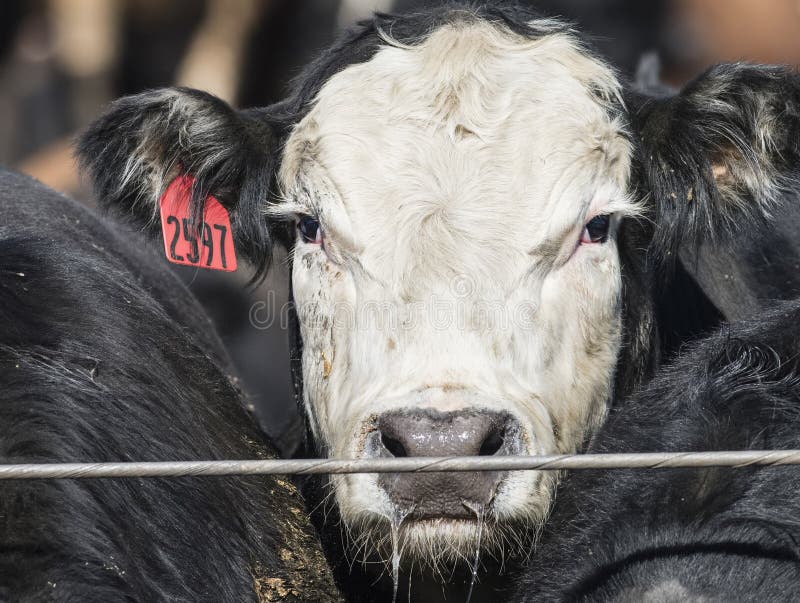 Feedlot Cows in the Muck and Mud Stock Photo - Image of muck, fence ...