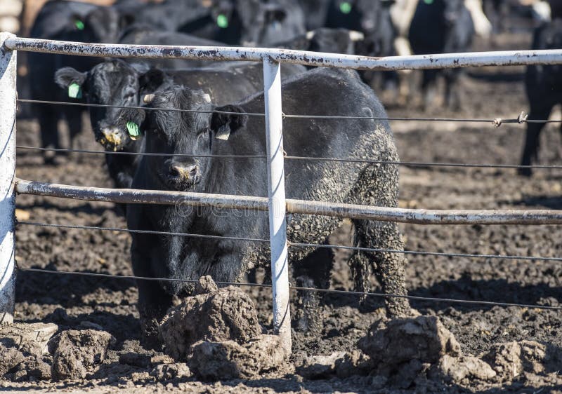 Feedlot Cows in the Muck and Mud Stock Image - Image of field, feed ...